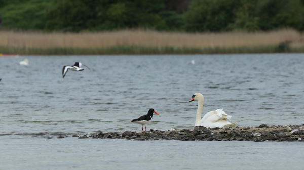 Fuglenes Fjord - Nationalpark Skjoldungernes Land